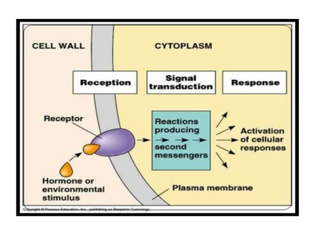 BCH422 signal transduction.pptx and cell comunication | PPT