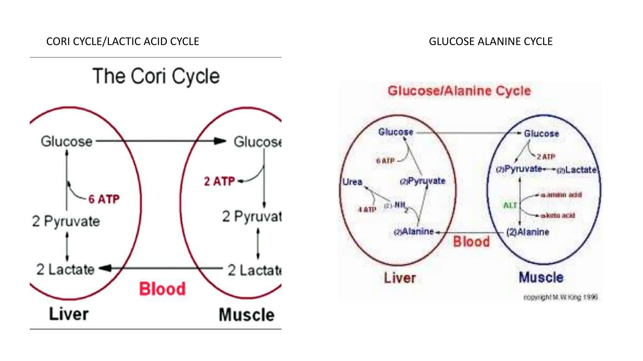 BIOCHEMISTRY 2ND YEAR EYE [FLOWCHART].pptx