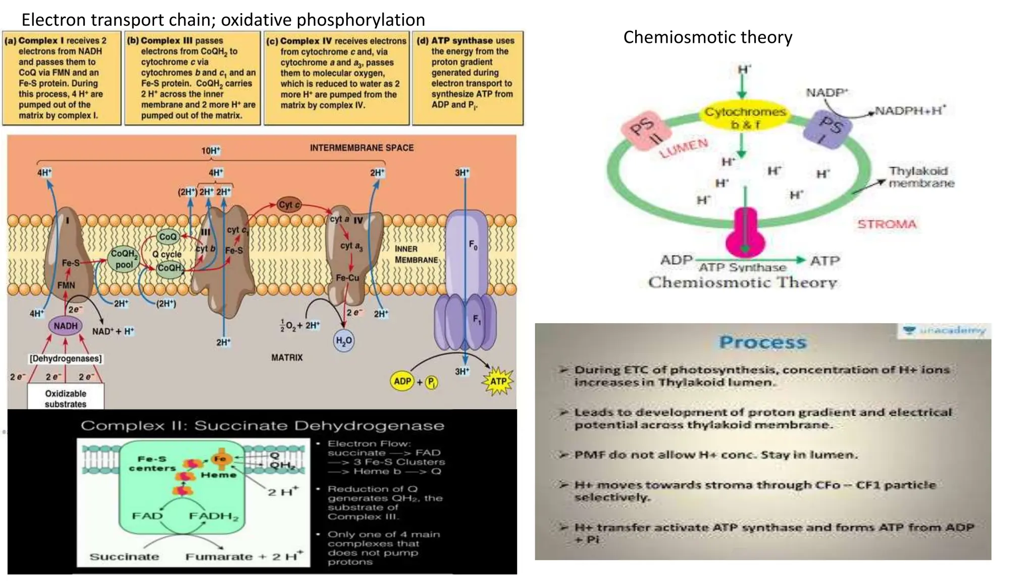 BIOCHEMISTRY 2ND YEAR EYE [FLOWCHART].pptx