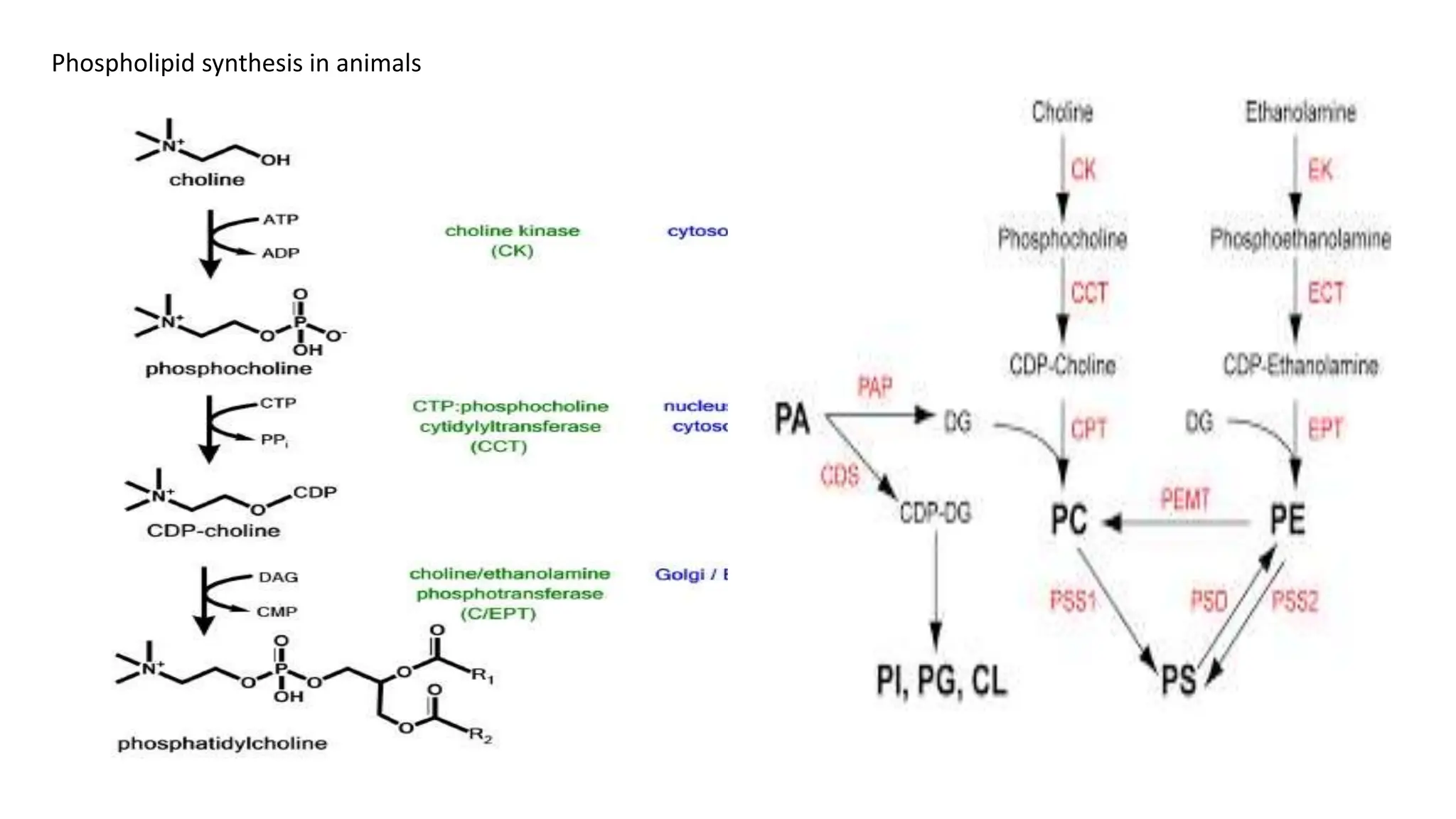 BIOCHEMISTRY 2ND YEAR EYE [FLOWCHART].pptx