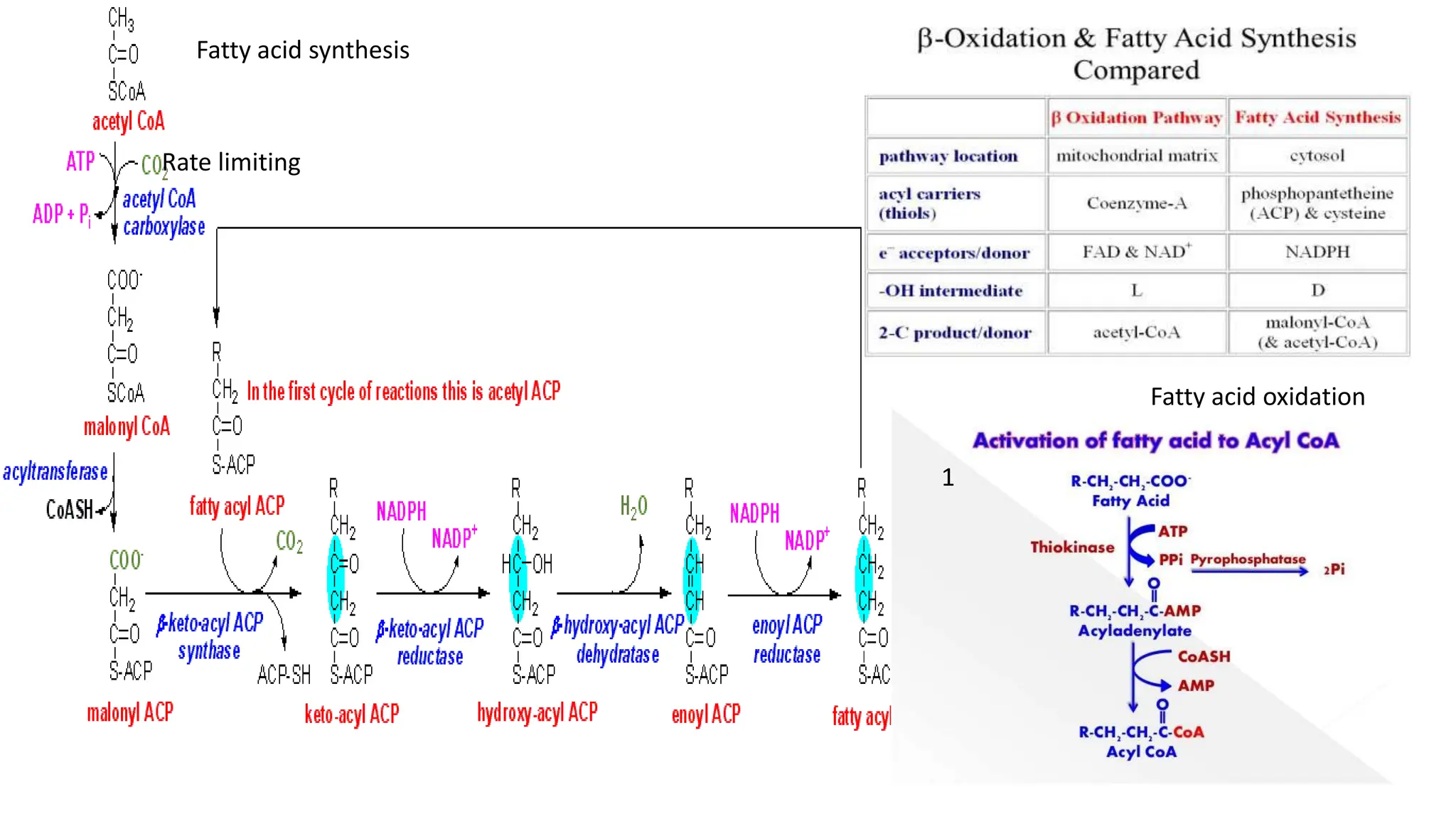 BIOCHEMISTRY 2ND YEAR EYE [FLOWCHART].pptx