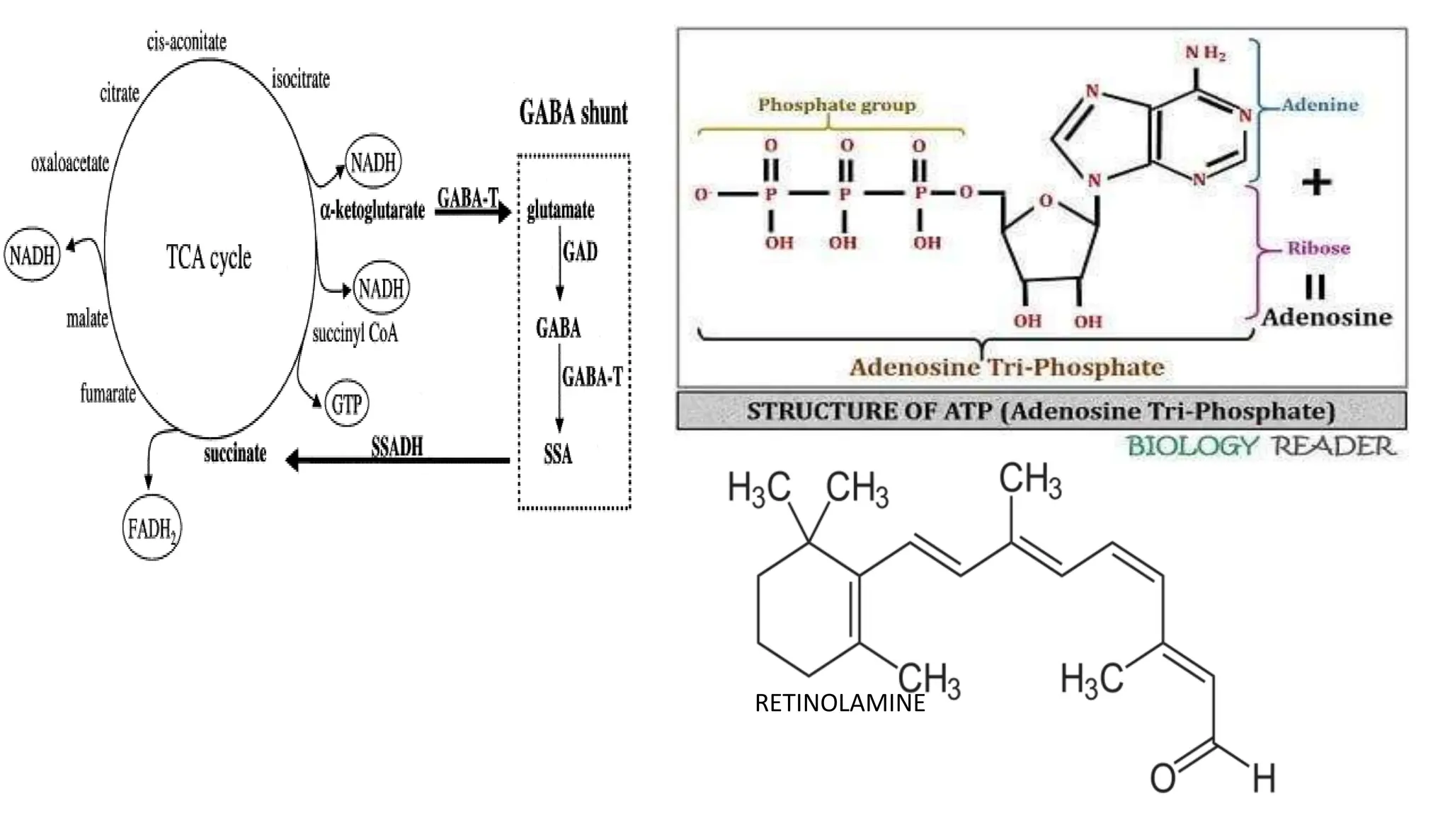 BIOCHEMISTRY 2ND YEAR EYE [FLOWCHART].pptx