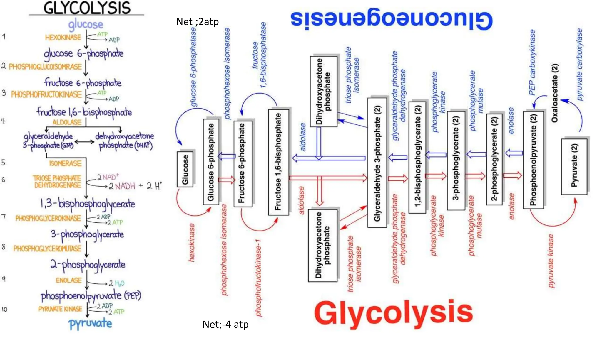 BIOCHEMISTRY 2ND YEAR EYE [FLOWCHART].pptx
