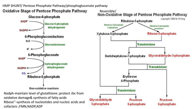 BIOCHEMISTRY 2ND YEAR EYE [FLOWCHART].pptx