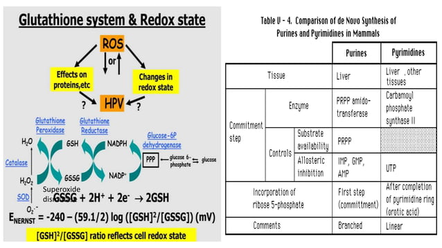 BIOCHEMISTRY 2ND YEAR EYE [FLOWCHART].pptx
