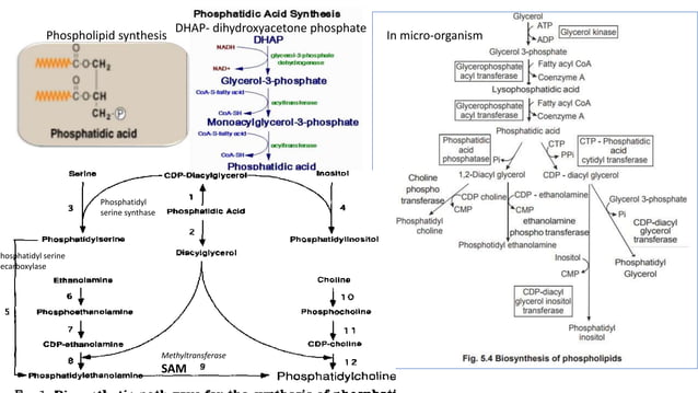 BIOCHEMISTRY 2ND YEAR EYE [FLOWCHART].pptx | Free Download