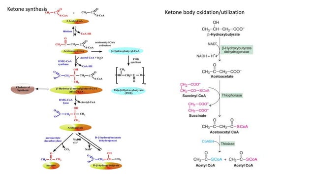 BIOCHEMISTRY 2ND YEAR EYE [FLOWCHART].pptx