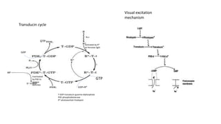 BIOCHEMISTRY 2ND YEAR EYE [FLOWCHART].pptx