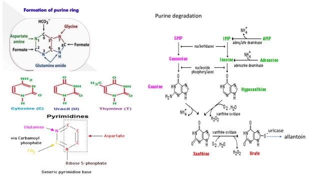 BIOCHEMISTRY 2ND YEAR EYE [FLOWCHART].pptx