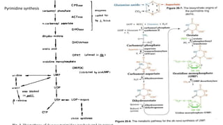 BIOCHEMISTRY 2ND YEAR EYE [FLOWCHART].pptx