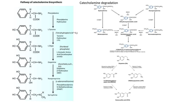 BIOCHEMISTRY 2ND YEAR EYE [FLOWCHART].pptx