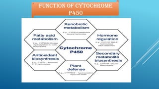 bchem seminar (2.o) (1).pptx cytochrome p 450 | PPT