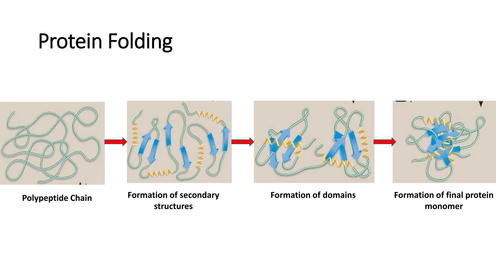 Denaturation of proteins and quaternary structures of proteins | PPT