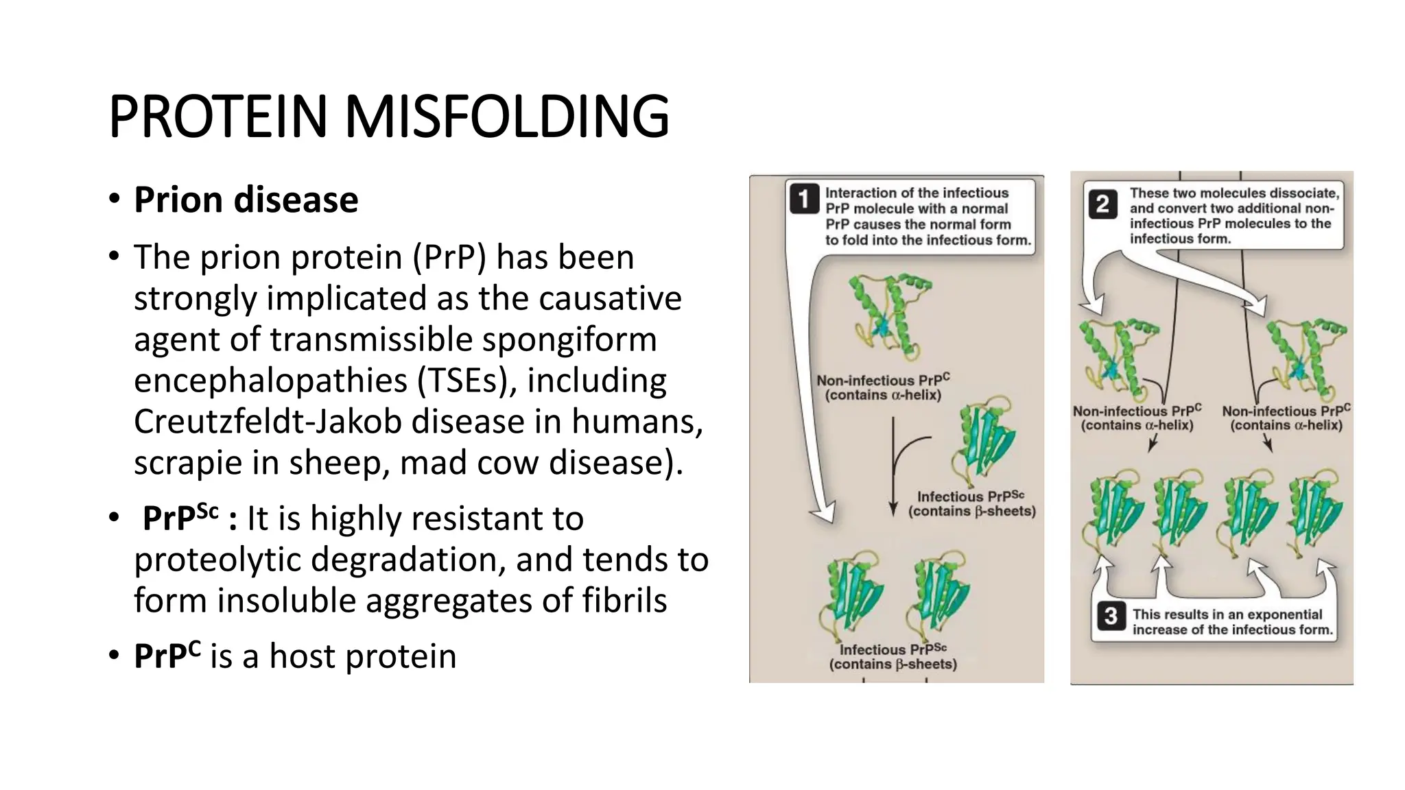 Protein misfolding amd hierarchy of proteins | PPT