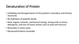 Protein misfolding amd hierarchy of proteins | PPT