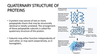 Protein misfolding amd hierarchy of proteins | PPT
