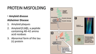 Protein misfolding amd hierarchy of proteins | PPT