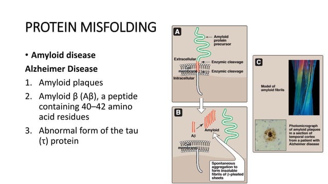 Protein misfolding amd hierarchy of proteins | PPT