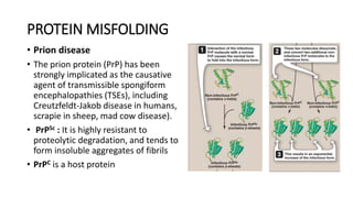 Protein misfolding amd hierarchy of proteins | PDF