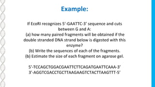 BCHM 415- Restriction_enzymes.pptx