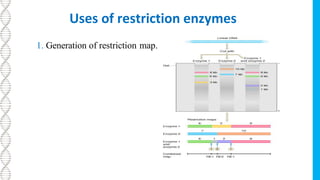 BCHM 415- Restriction_enzymes.pptx