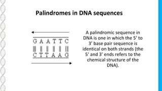 BCHM 415- Restriction_enzymes.pptx