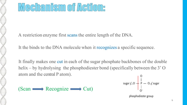 BCHM 415- Restriction_enzymes.pptx