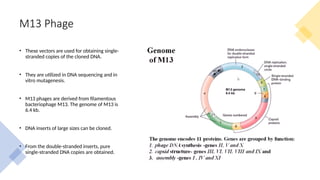 BCHM 415_Vectors.pptx vector in gene clo | PPTX