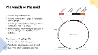BCHM 415_Vectors.pptx vector in gene clo | PPTX