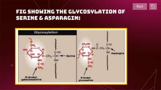 POST TRANSLITIONAL MODIFICATION | PPTX