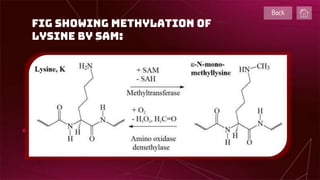 POST TRANSLITIONAL MODIFICATION | PPTX