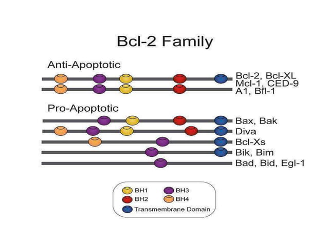 Bcl2 family | PPTX | Cancer | Diseases and Conditions