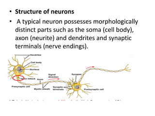 BCM-Neurochemistry.pdf