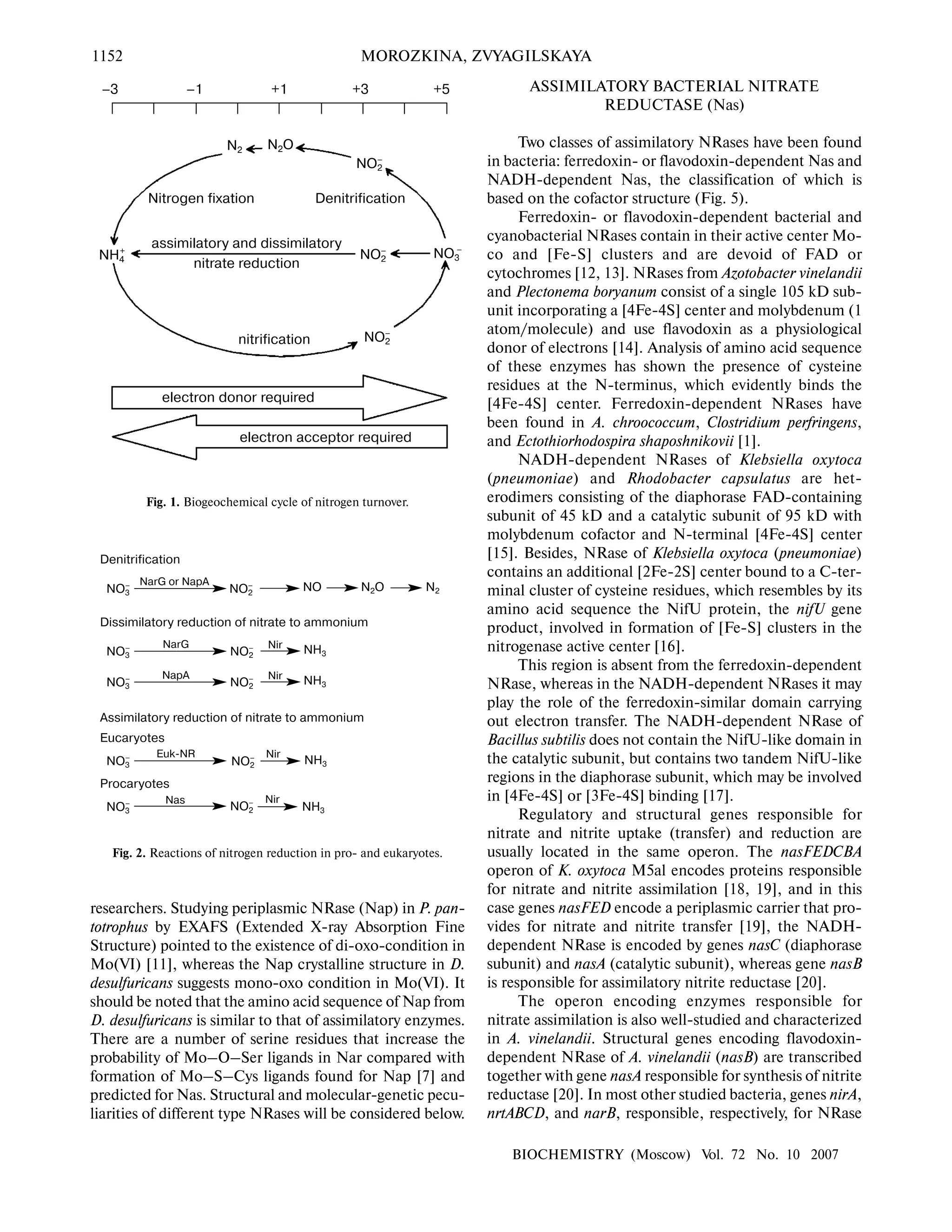 Nitrate Reductases: Structure, Functions, and Effect of Stress Factors ...