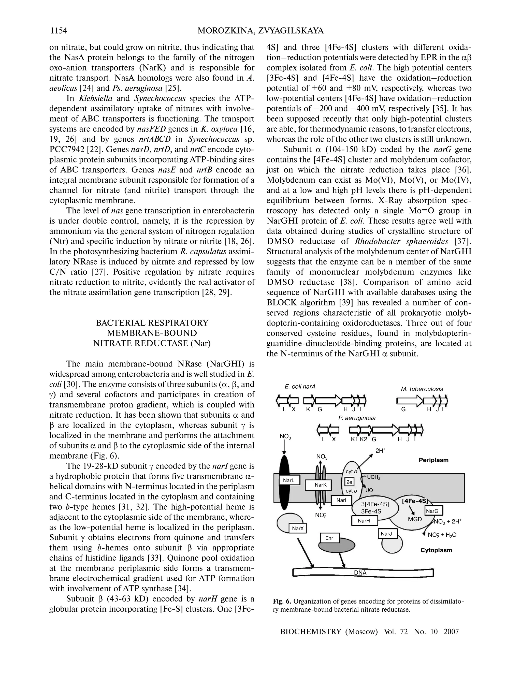 Nitrate Reductases: Structure, Functions, and Effect of Stress Factors ...