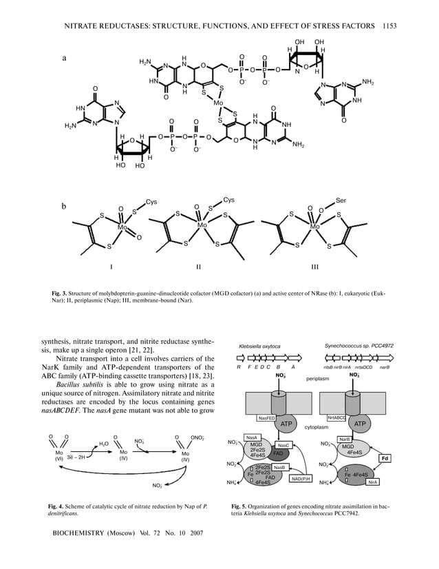 Nitrate Reductases: Structure, Functions, and Effect of Stress Factors ...