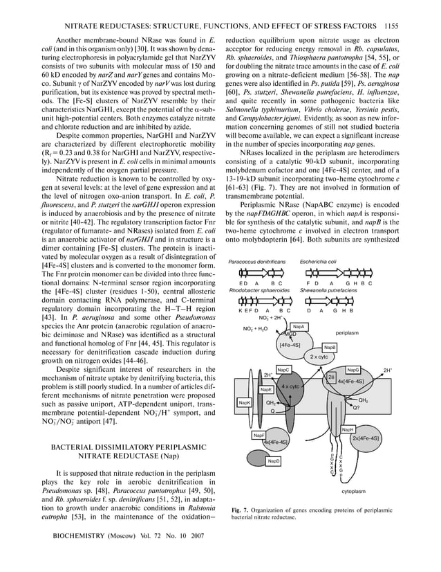 Nitrate Reductases: Structure, Functions, and Effect of Stress Factors ...