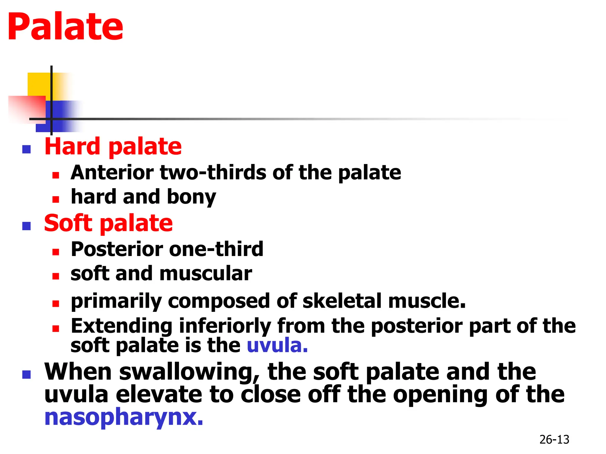 BCM 122 L1 Digestive System Functional Anatomy 2024.pptx