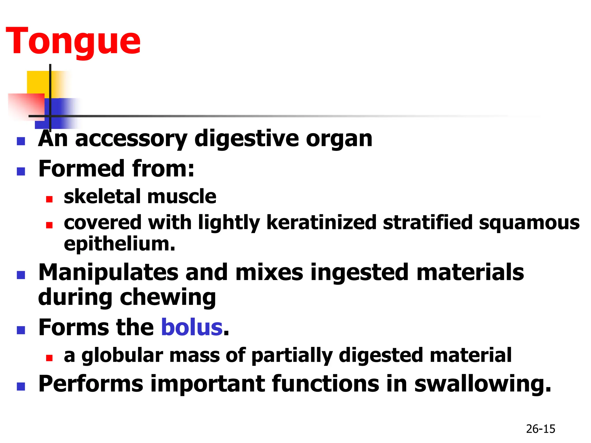 BCM 122 L1 Digestive System Functional Anatomy 2024.pptx