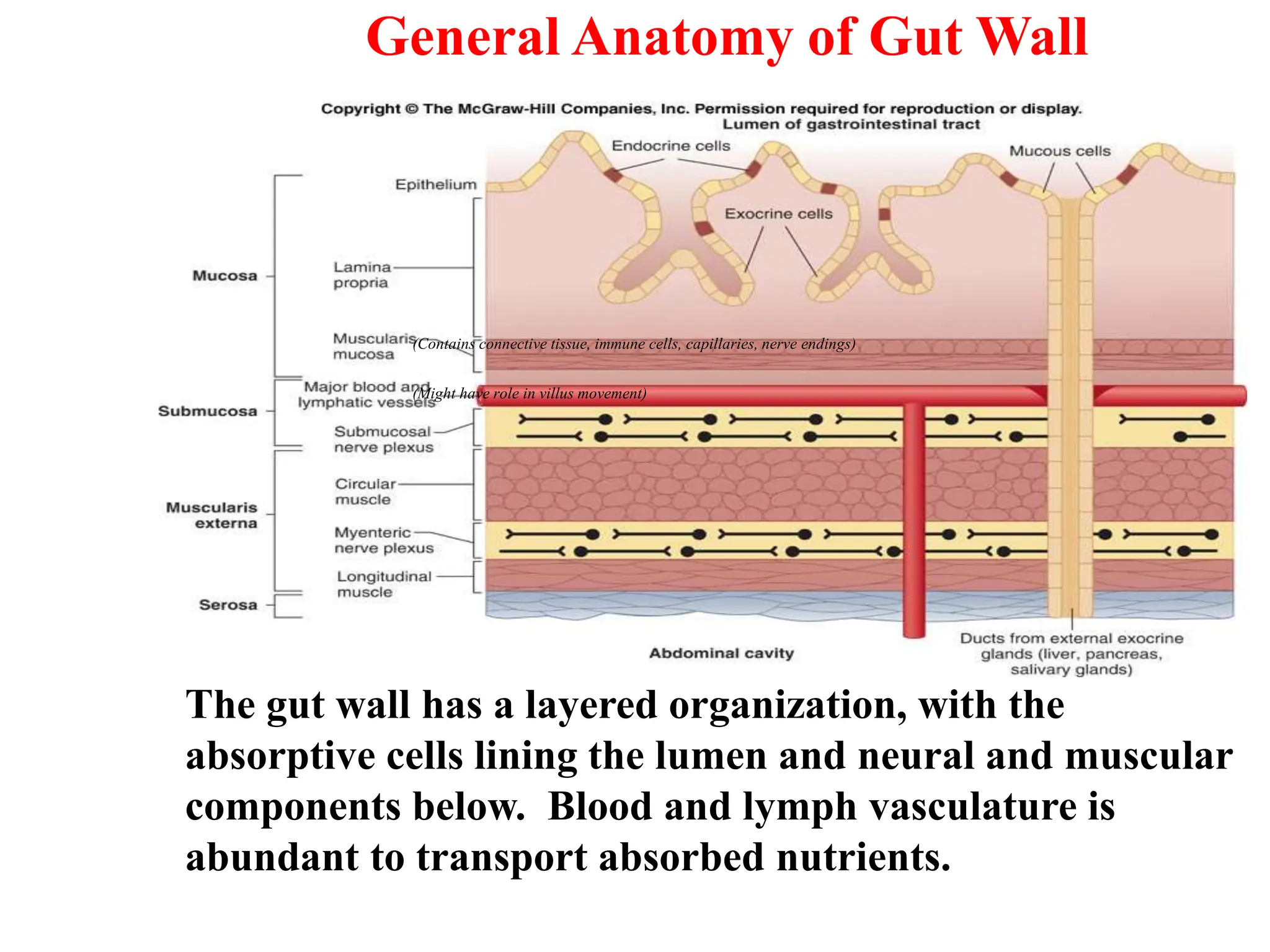 BCM 122 L1 Digestive System Functional Anatomy 2024.pptx