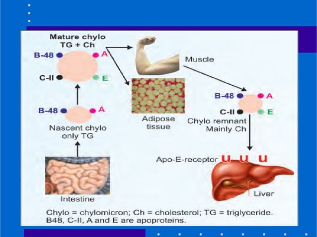 Lipid Digestion & Plasma Lipids by Dr. Ekoriko Henrypdf | PPT
