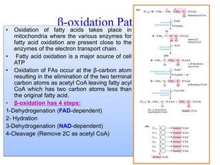 Fat metabolism | PPTX