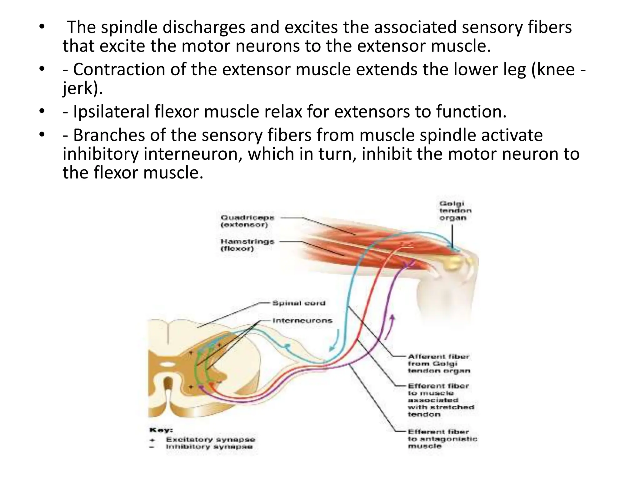 BCM II-Reflex Arc and the reflexes Feb2023.pptx