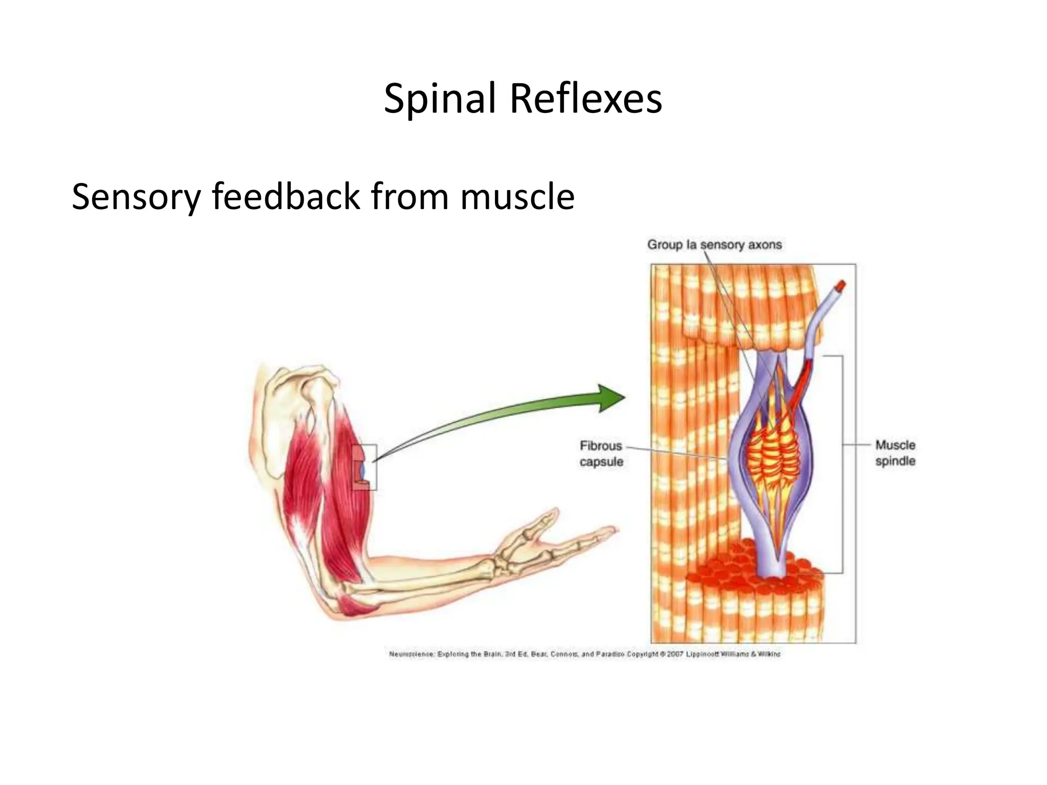 BCM II-Reflex Arc and the reflexes Feb2023.pptx