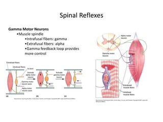 BCM II-Reflex Arc and the reflexes Feb2023.pptx