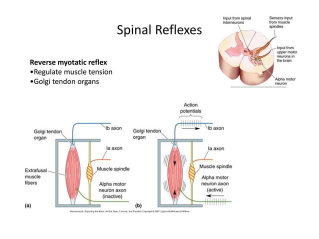 BCM II-Reflex Arc and the reflexes Feb2023.pptx