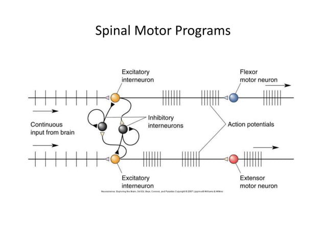 BCM II-Reflex Arc and the reflexes Feb2023.pptx