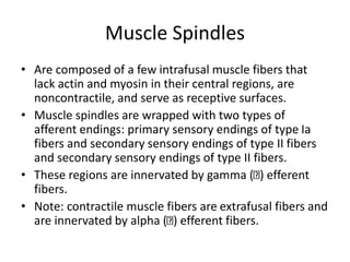 BCM II-Reflex Arc and the reflexes Feb2023.pptx