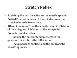 BCM II-Reflex Arc and the reflexes Feb2023.pptx