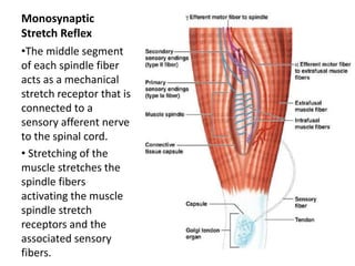 BCM II-Reflex Arc and the reflexes Feb2023.pptx
